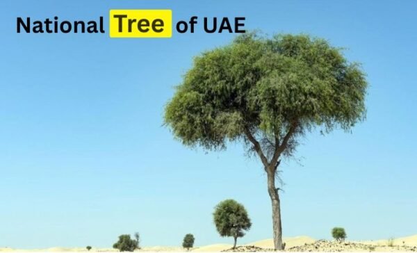 National Tree of UAE: Ghaf Tree | Symbol of Resilience